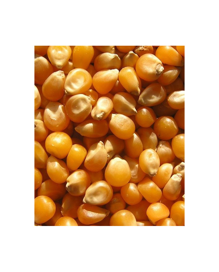 Milho amarelo inteiro 25 Kgs